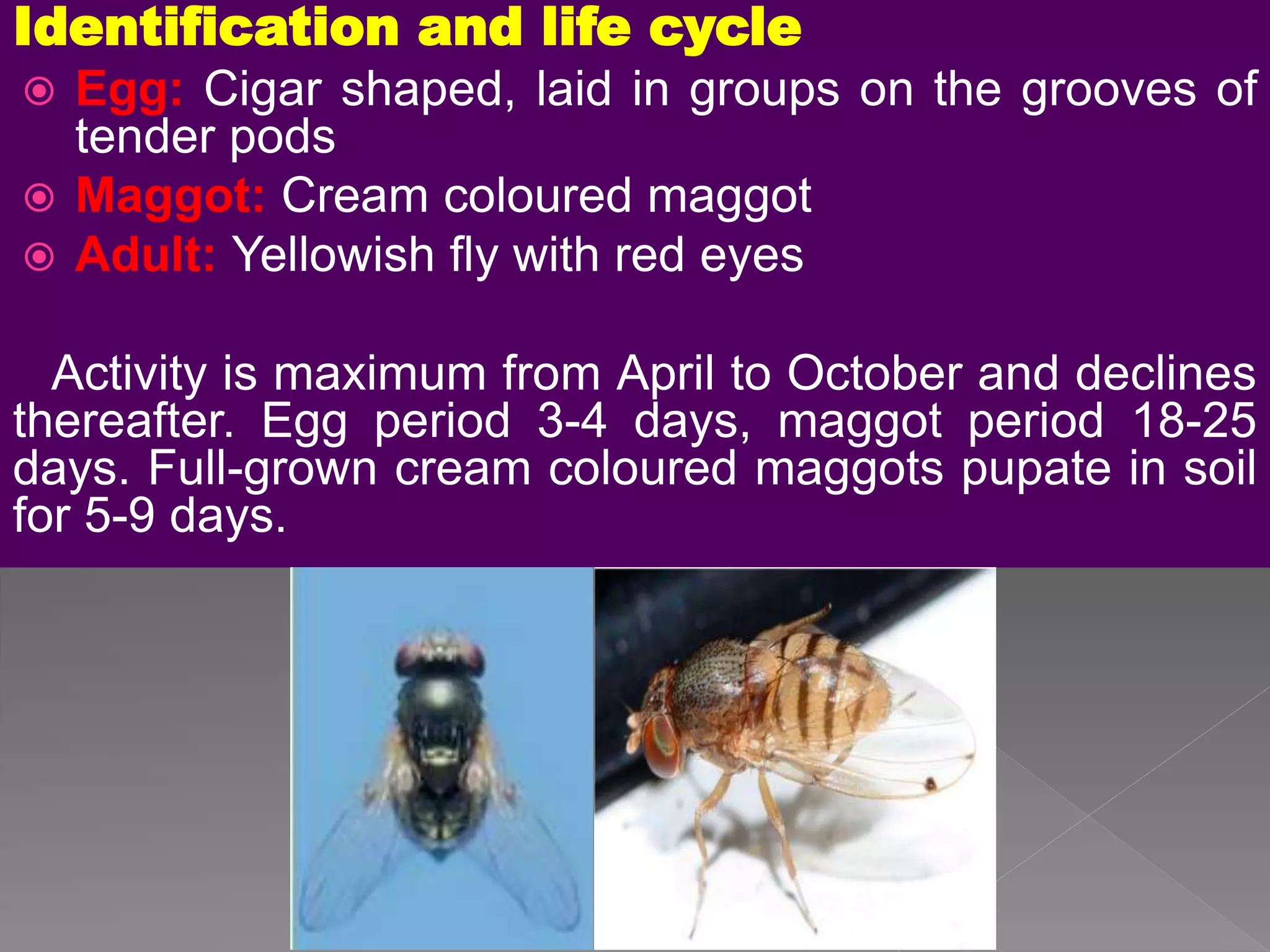 Insect pest of drumstick | PPTX