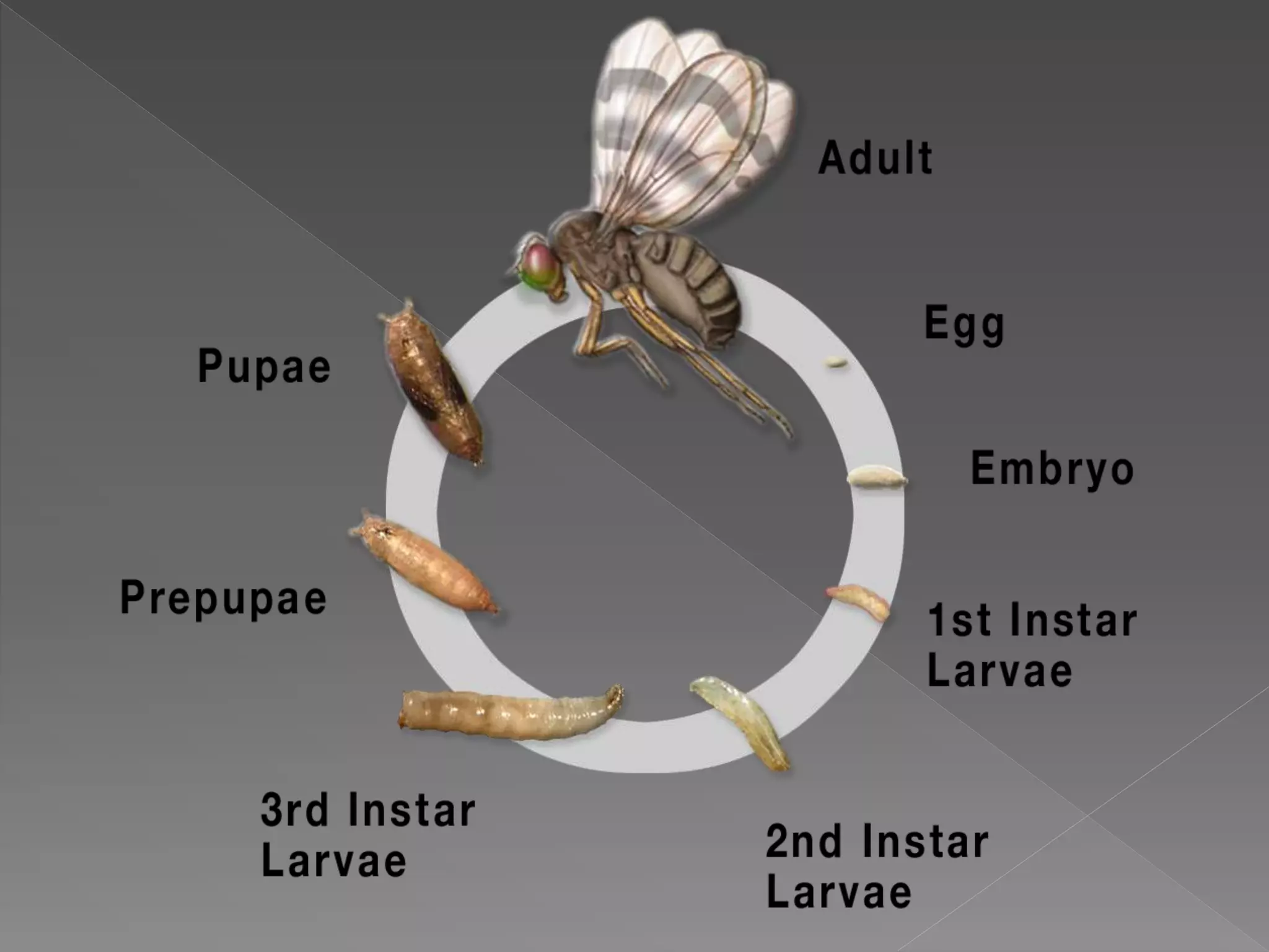 Insect pest of drumstick | PPTX