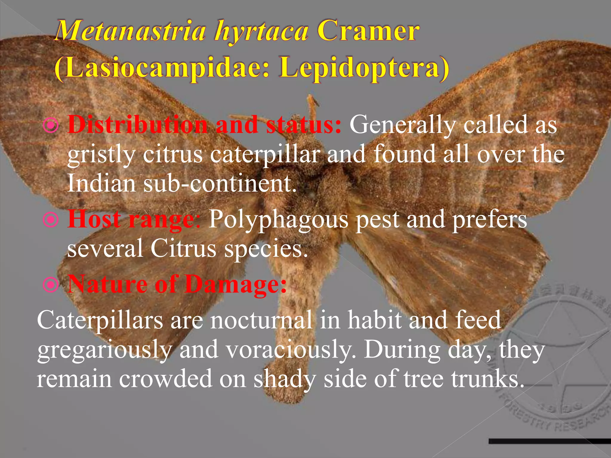 Insect pest of drumstick | PPTX