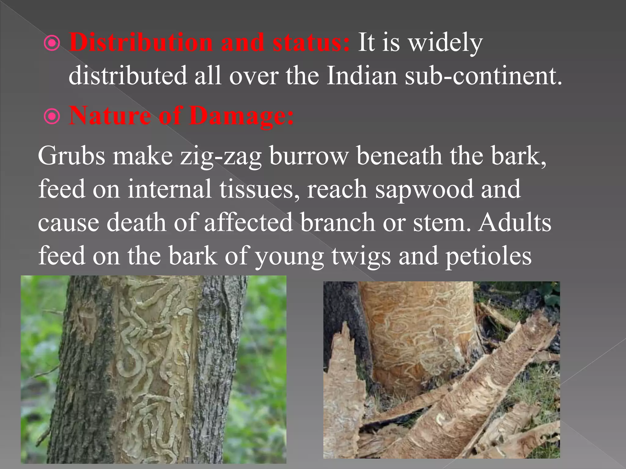 Insect pest of drumstick | PPTX