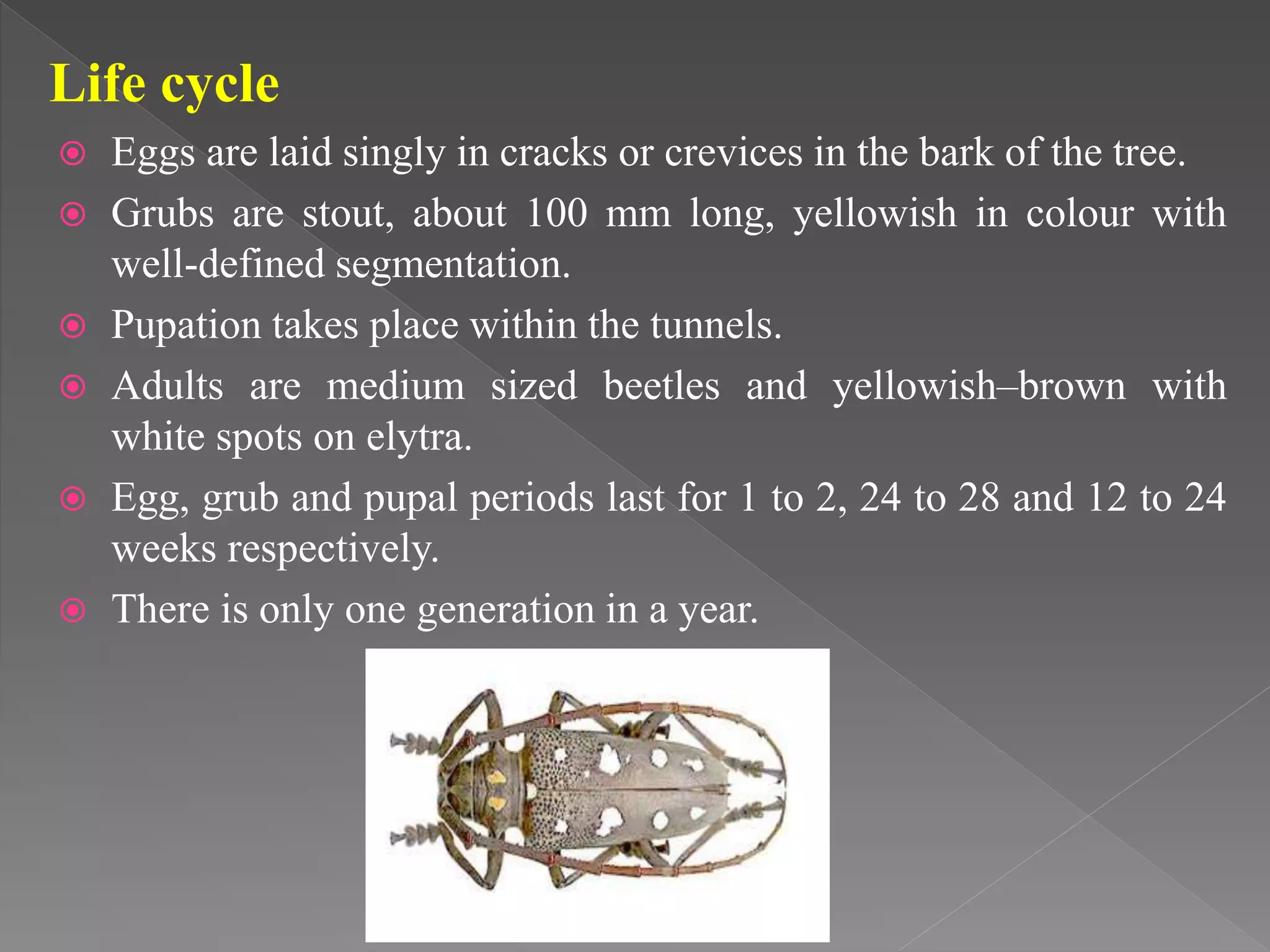 Insect pest of drumstick | PPTX