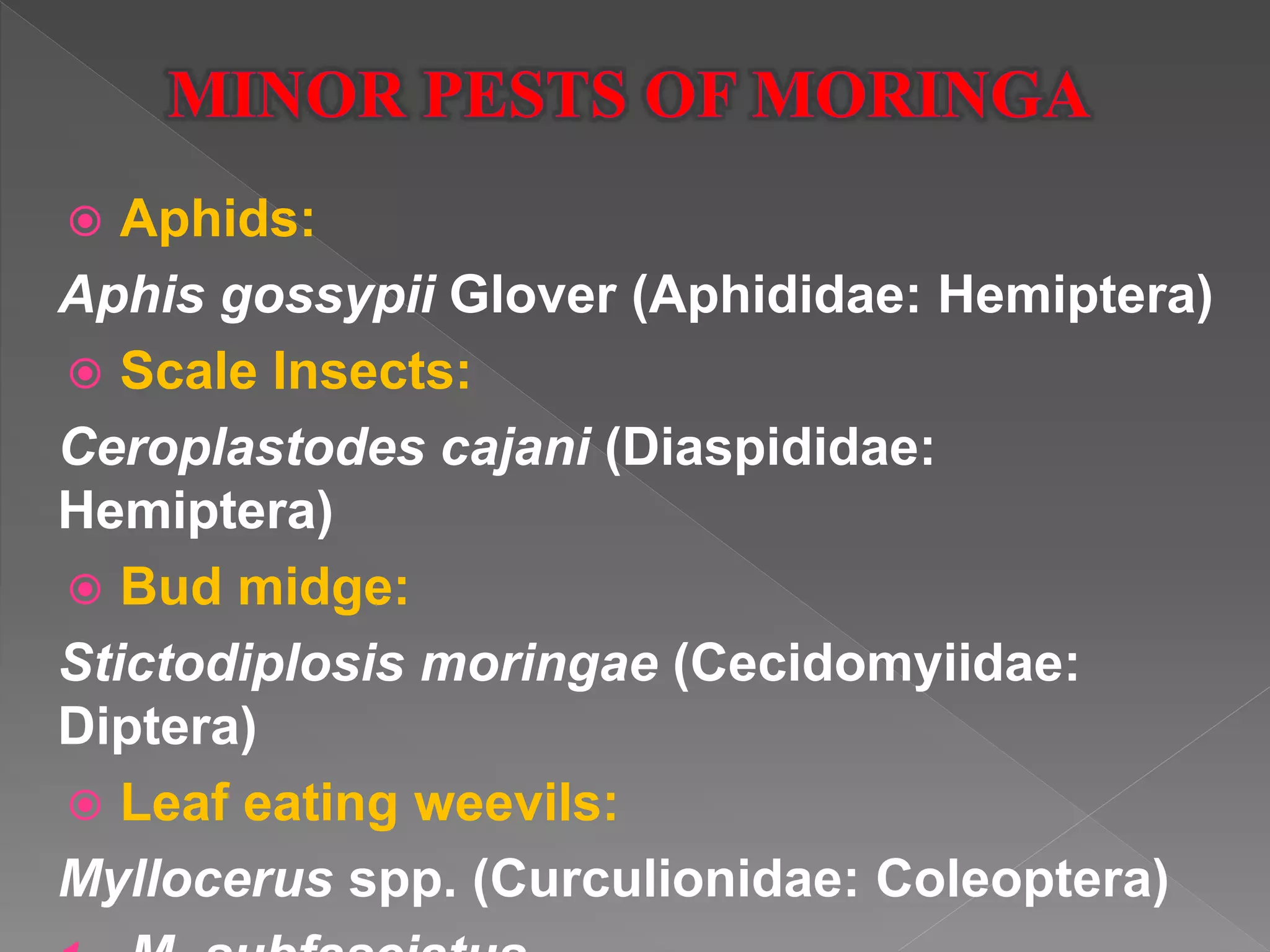 Insect pest of drumstick | PPTX