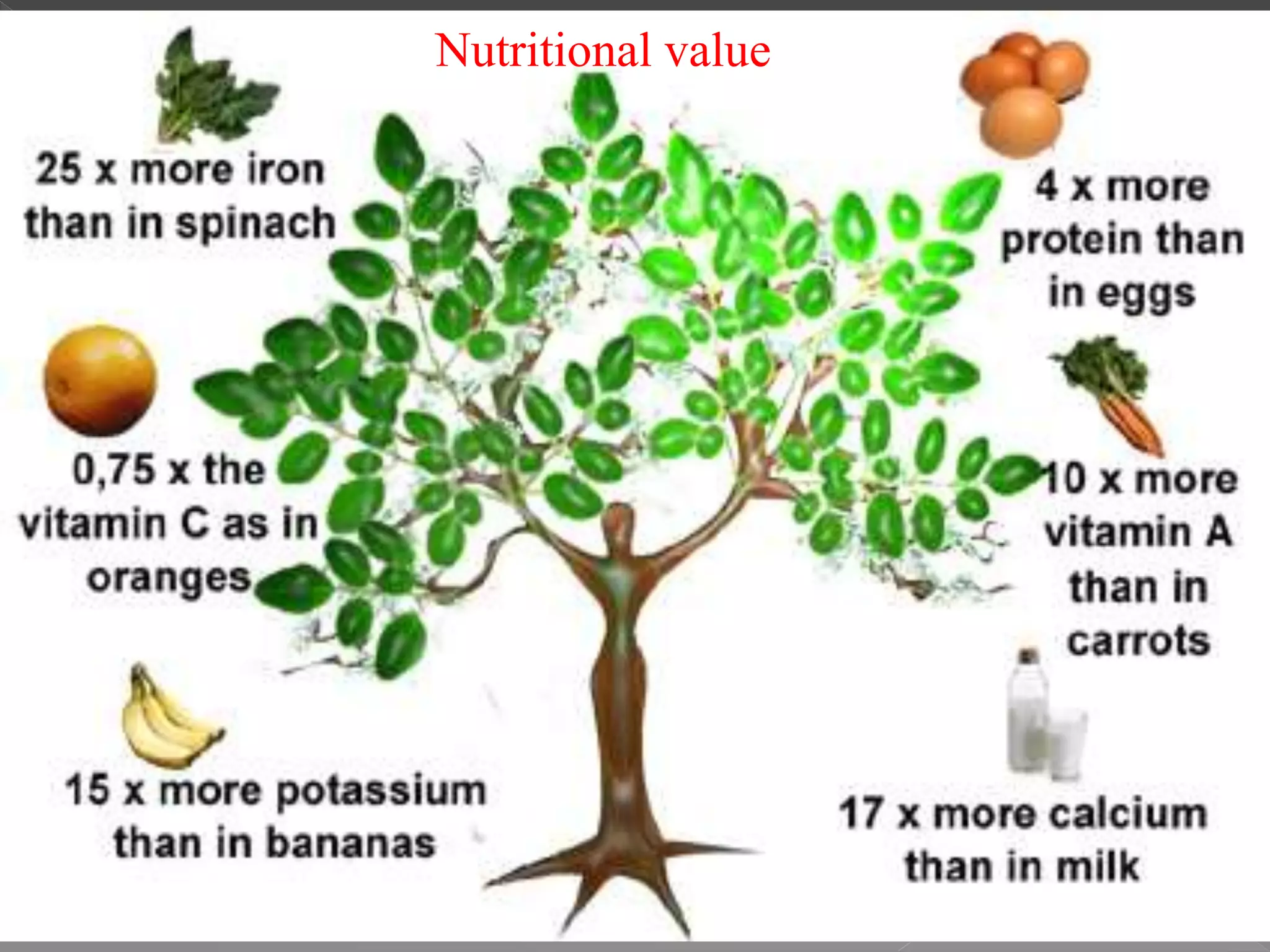 Insect pest of drumstick | PPTX