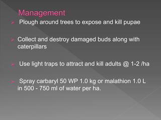 Insect pest of drumstick | PPTX