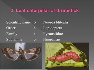 Insect pest of drumstick | PPTX