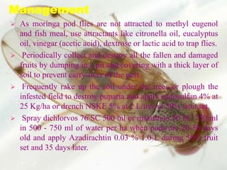 Insect pest of drumstick | PPTX
