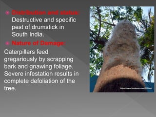 Insect pest of drumstick | PPTX