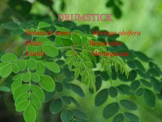 Insect pest of drumstick | PPTX