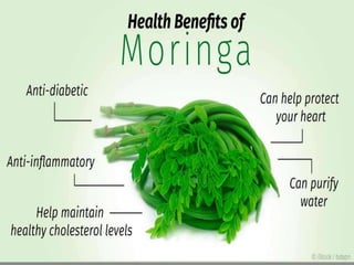 Insect pest of drumstick | PPTX