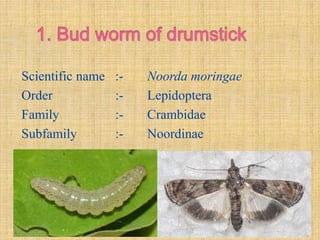Insect pest of drumstick | PPTX