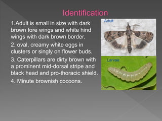 Insect pest of drumstick | PPTX