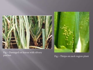 Insect pest of garlic(RAKESH) | PPTX