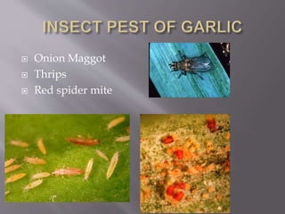 Insect pest of garlic(RAKESH) | PPTX