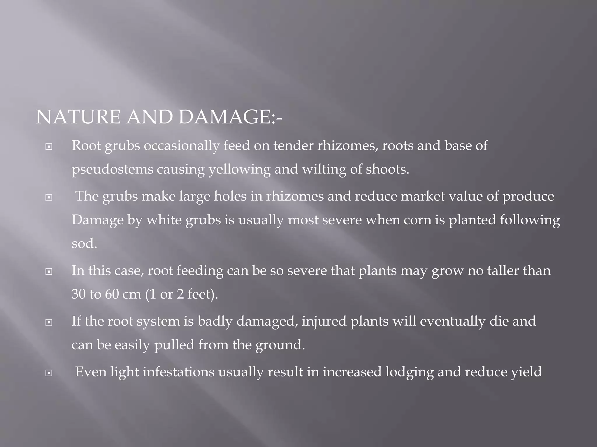 Insect pest of gingeR | PPTX