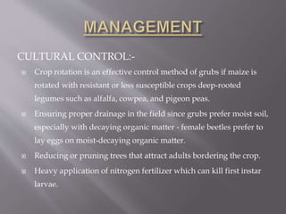 Insect pest of gingeR | PPTX