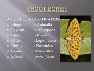 Insect pest of gingeR | PPTX
