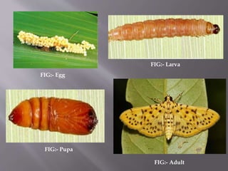 Insect pest of gingeR | PPTX