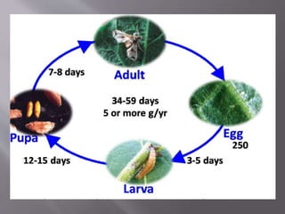 Insect pest of gingeR | PPTX