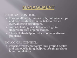 Insect pest of gingeR | PPTX