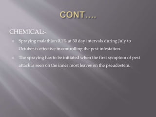 Insect pest of gingeR | PPTX