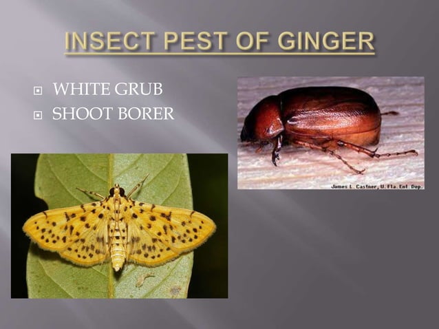 Insect pest of gingeR | PPT