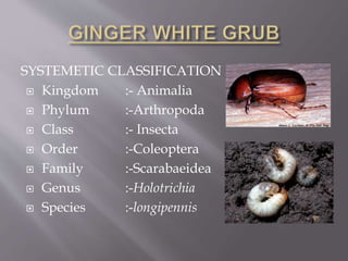 Insect pest of gingeR | PPT