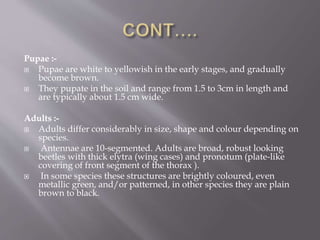 Insect pest of gingeR | PPTX