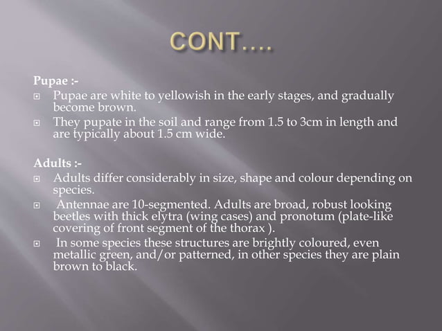 Insect pest of gingeR | PPTX