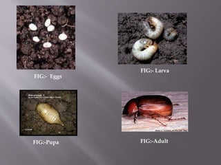 Insect pest of gingeR | PPTX