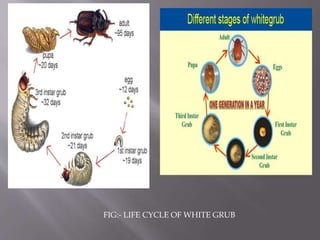 Ginger Rhizome Diagram