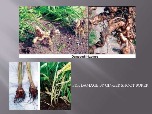Insect pest of gingeR