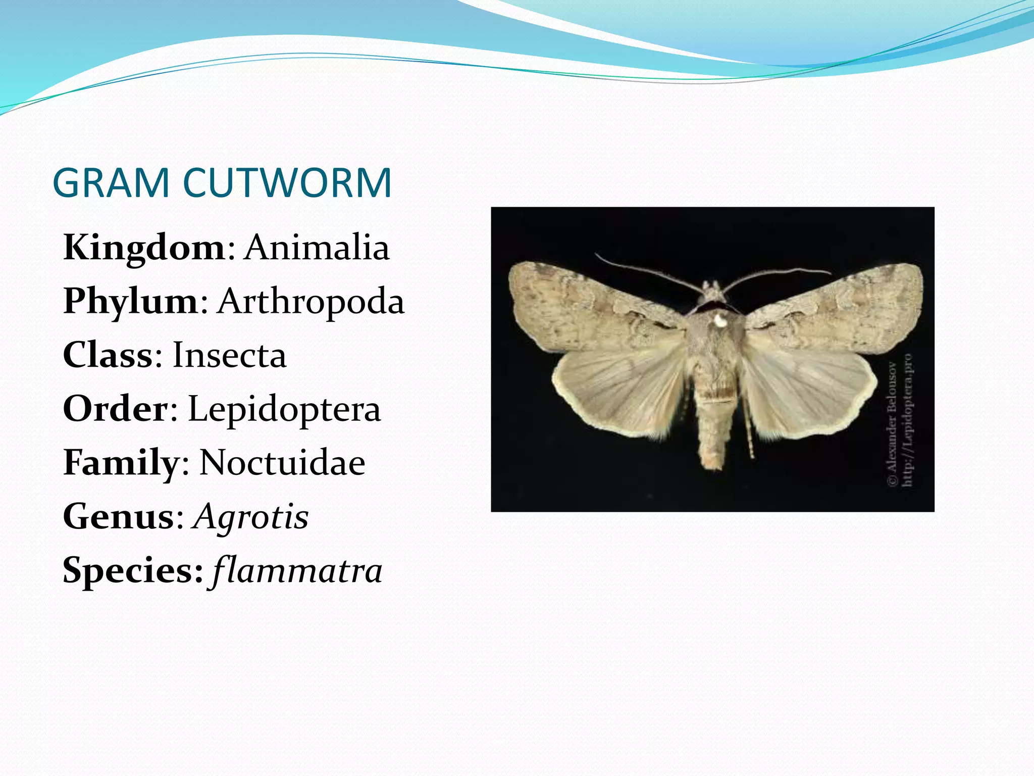 Insect pest of gram | PPTX
