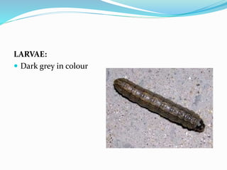 Insect pest of gram | PPTX