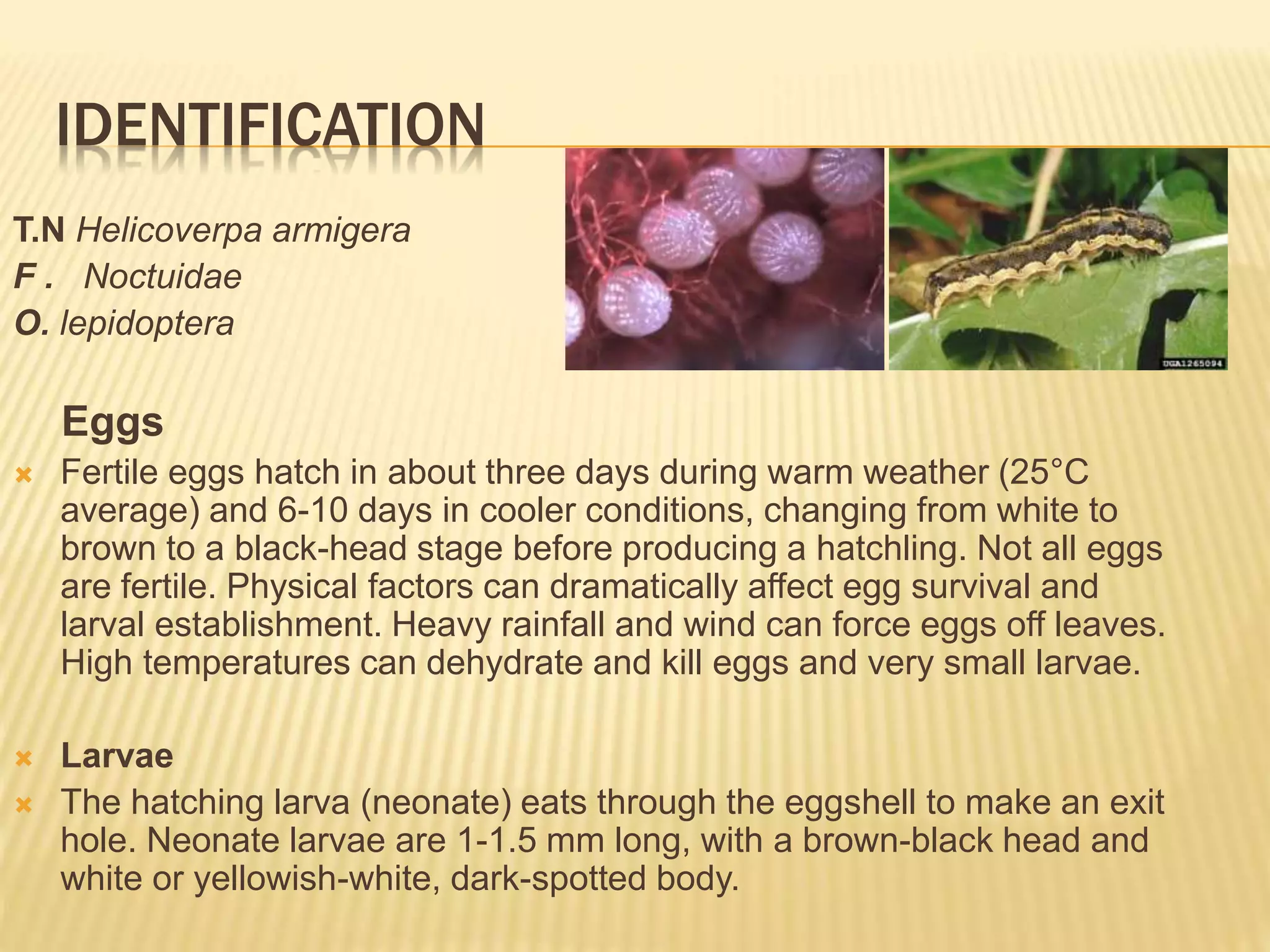 Insect pest of gram pod caterpillar | PPTX