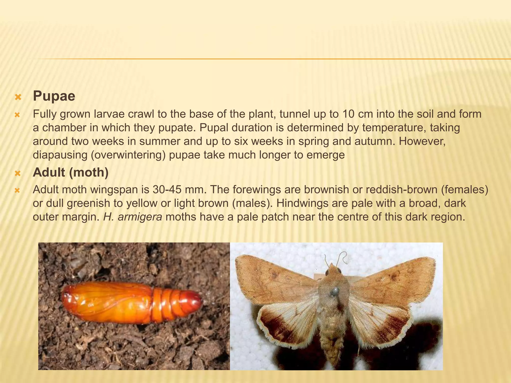Insect pest of gram pod caterpillar | PPTX