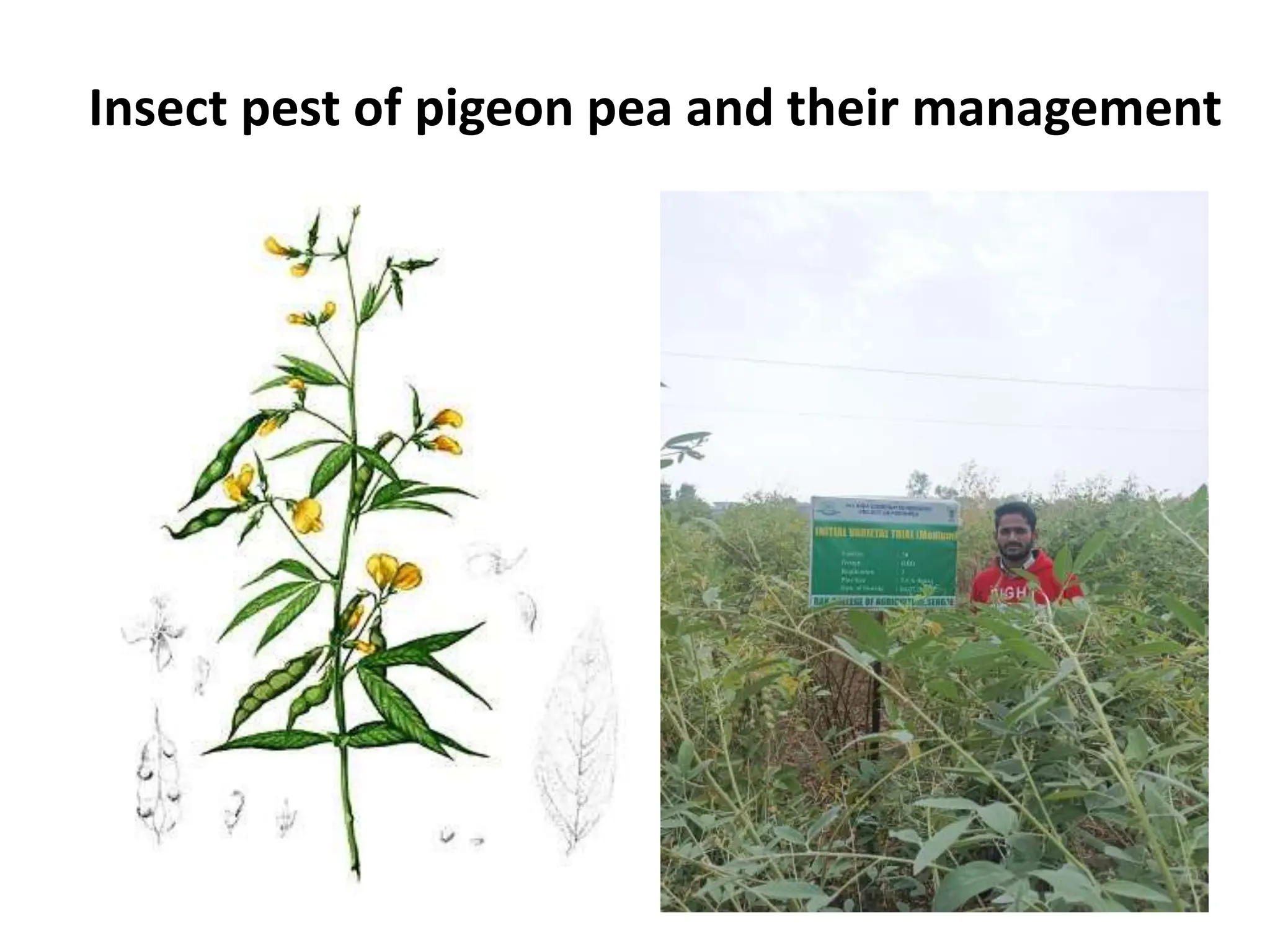 insect pest of pigeon pea............pptx