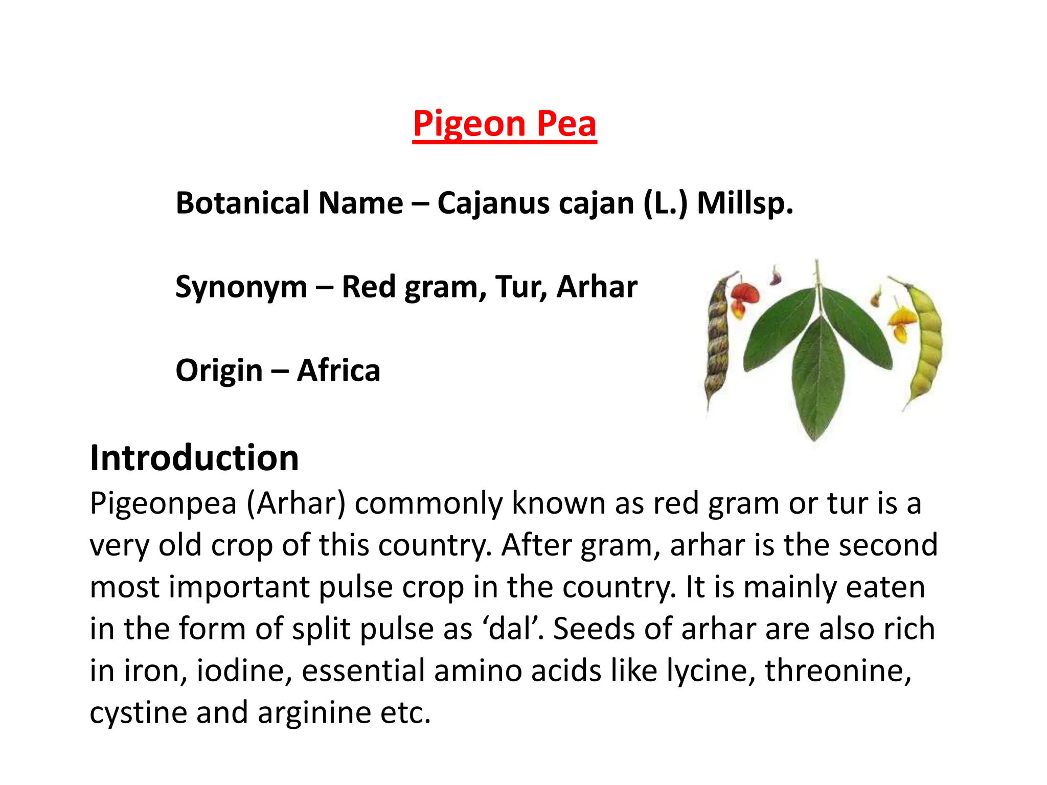 insect pest of pigeon pea............pptx