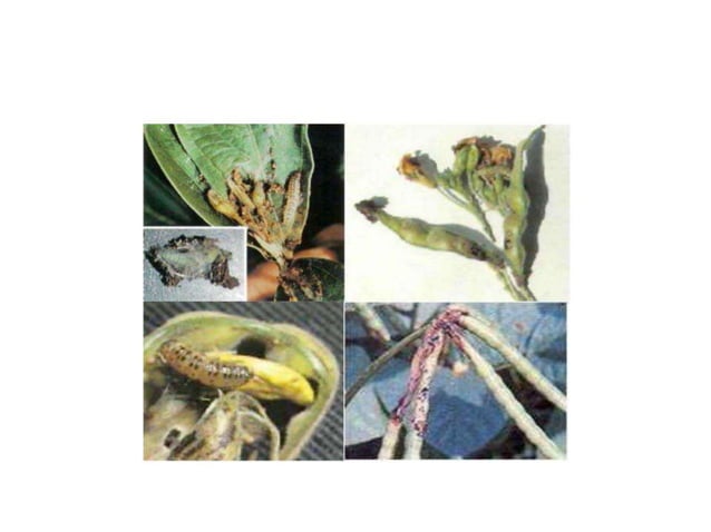 insect pest of pigeon pea............pptx