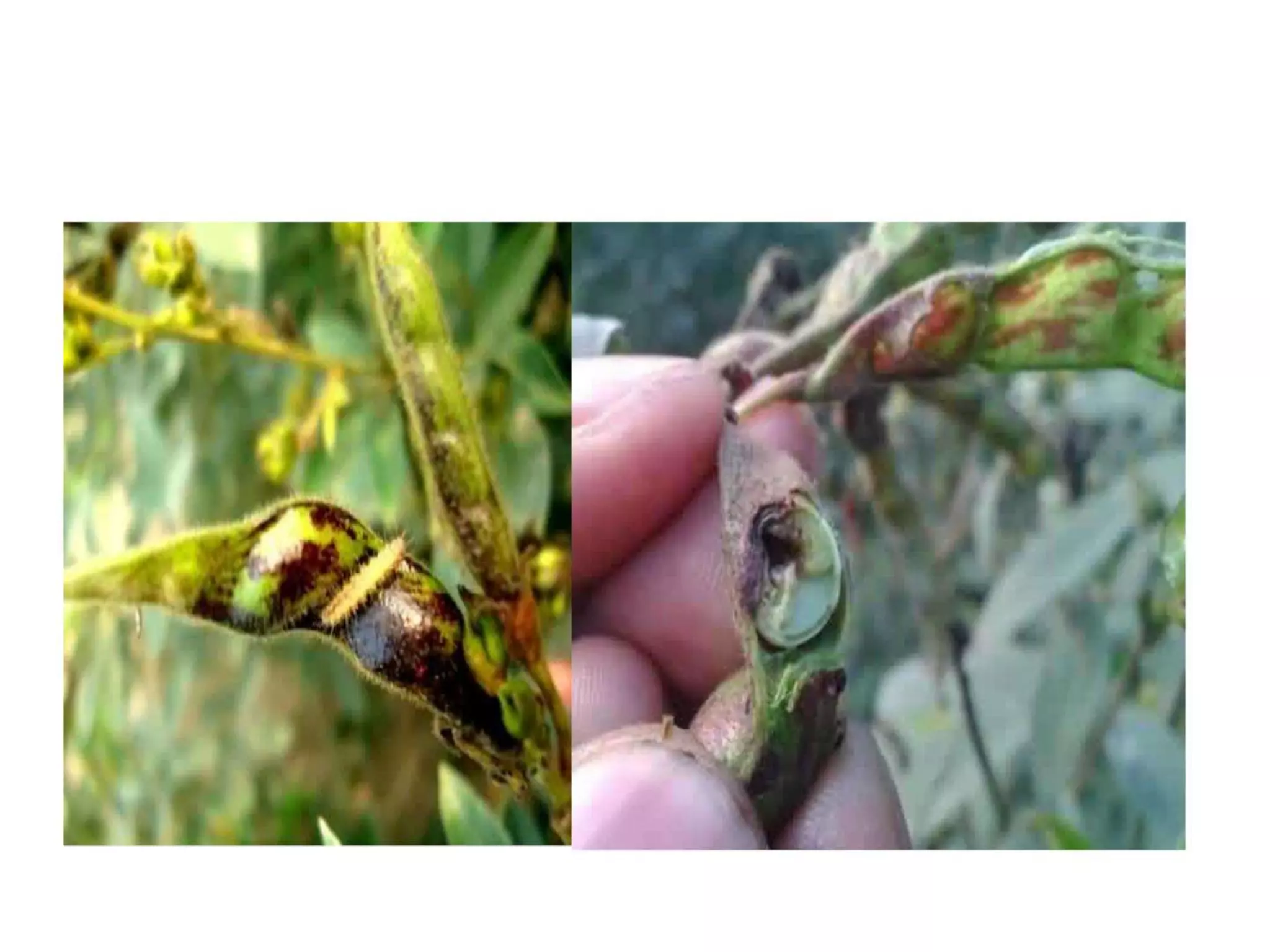 Insect pest of red gram | PPTX