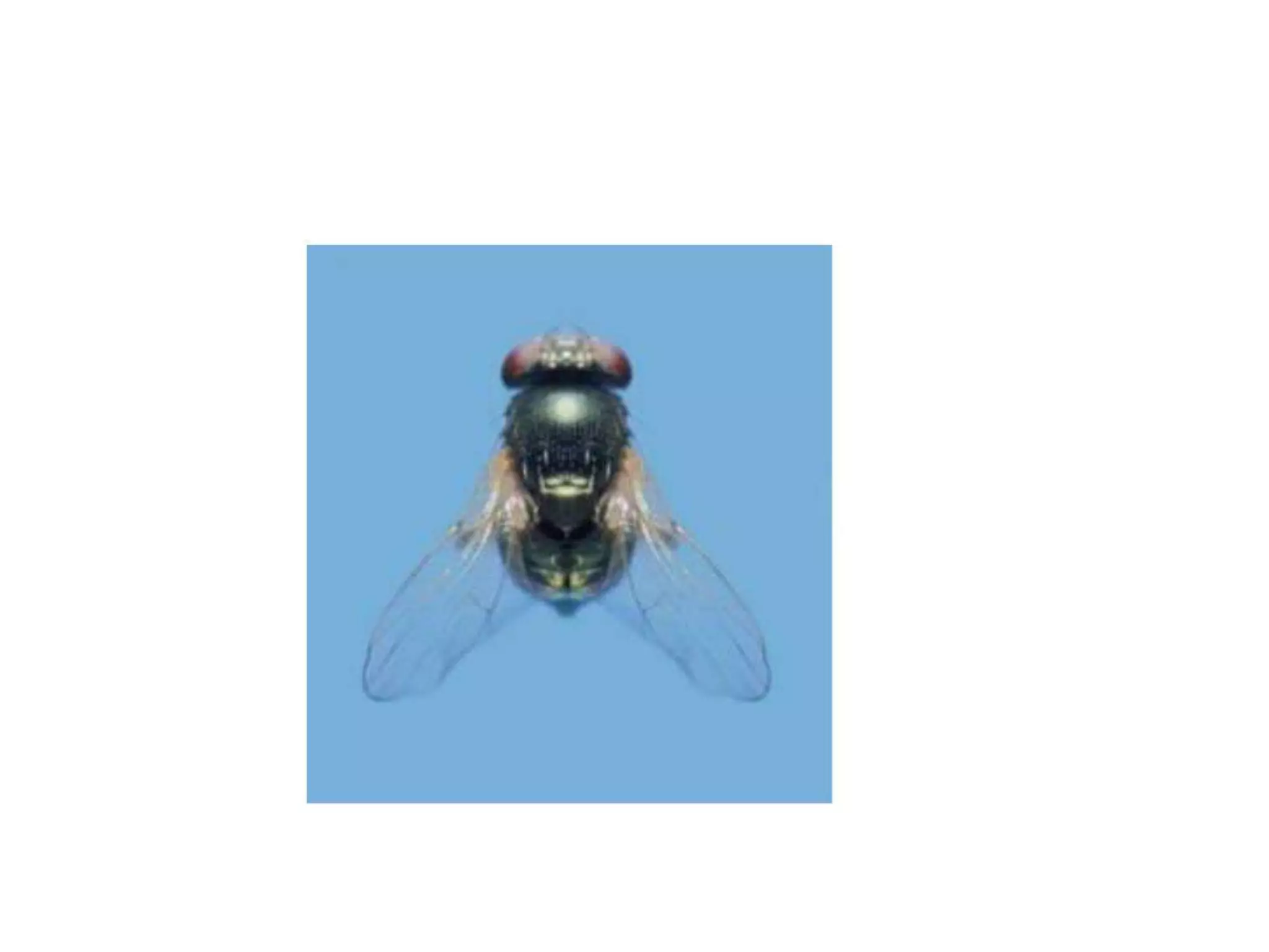 Insect pest of red gram | PPTX