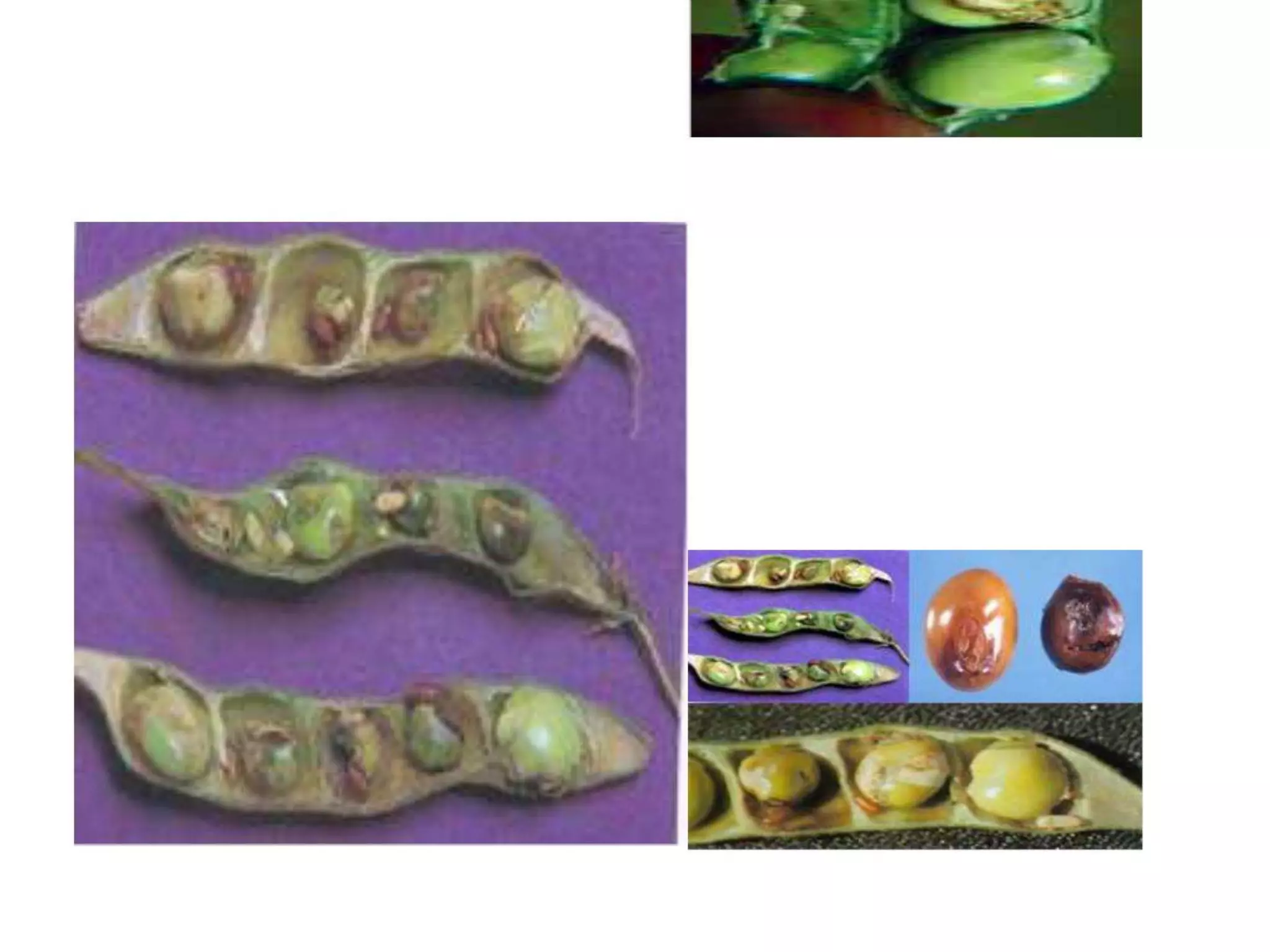 Insect pest of red gram | PPTX