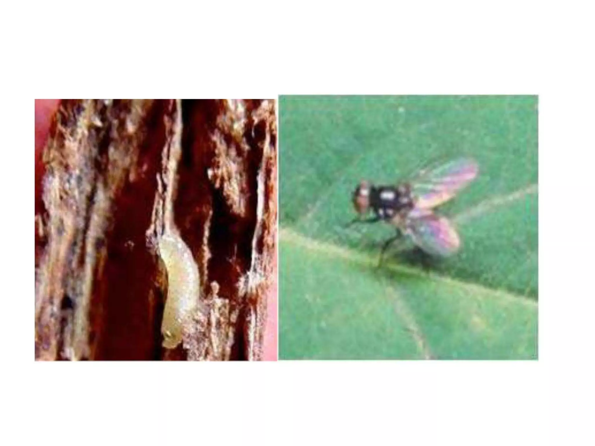 Insect pest of red gram | PPTX