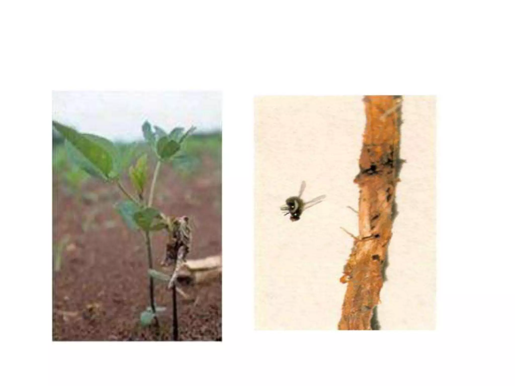 Insect pest of red gram | PPTX