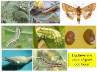 Insect pest of red gram | PPTX