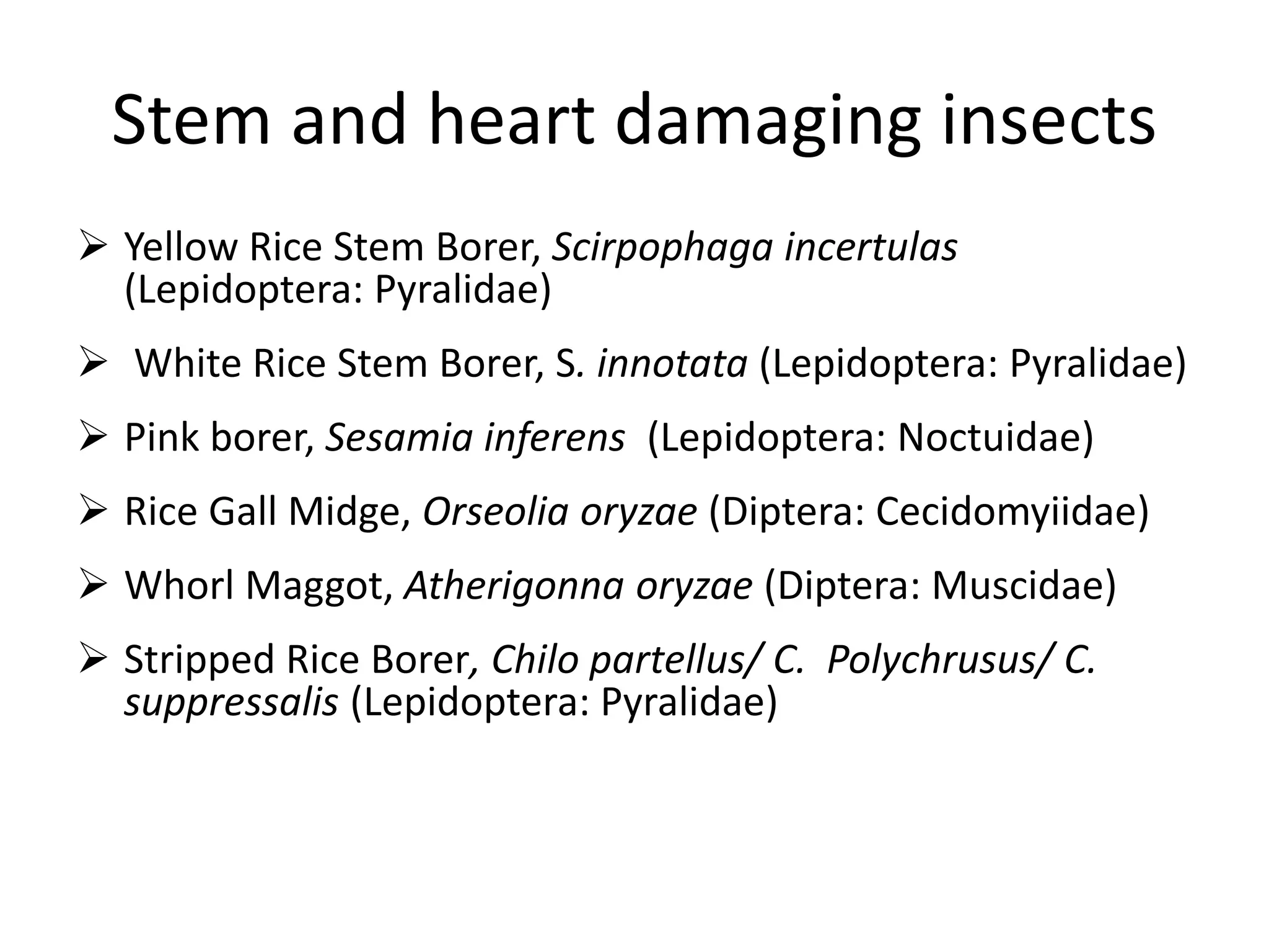 Insect pest of rice | PPTX