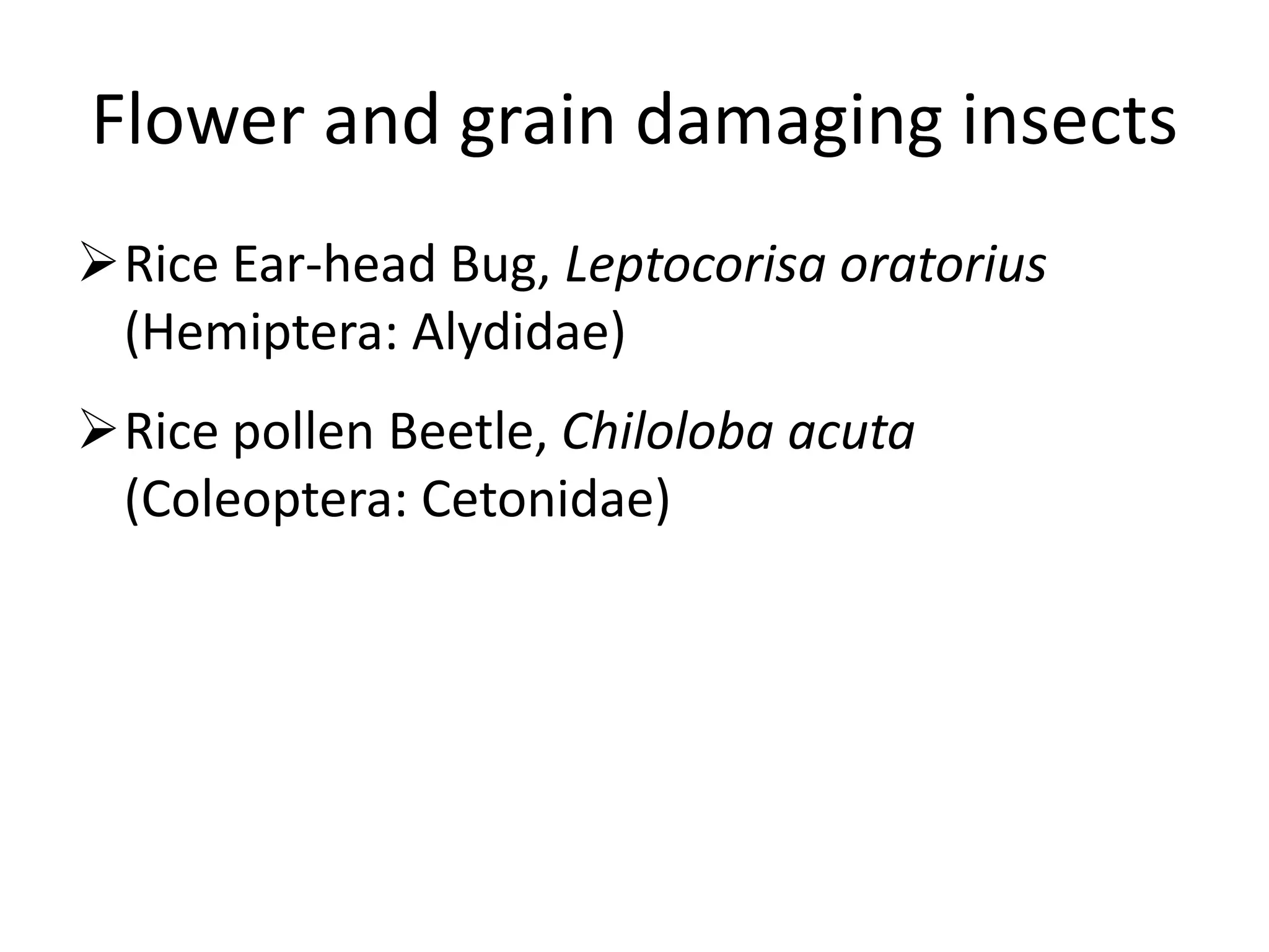Insect pest of rice | PPTX