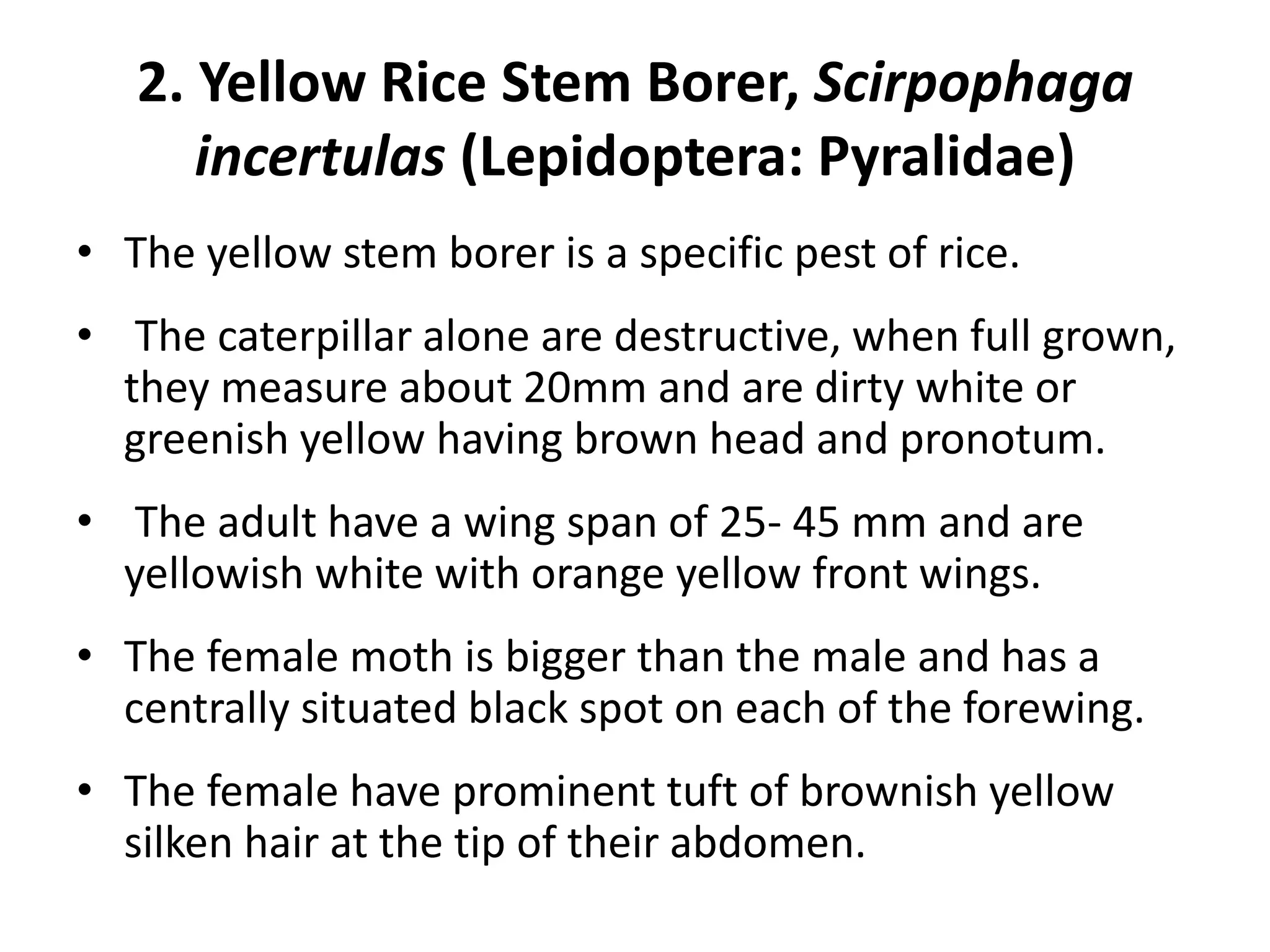 Insect pest of rice | PPTX