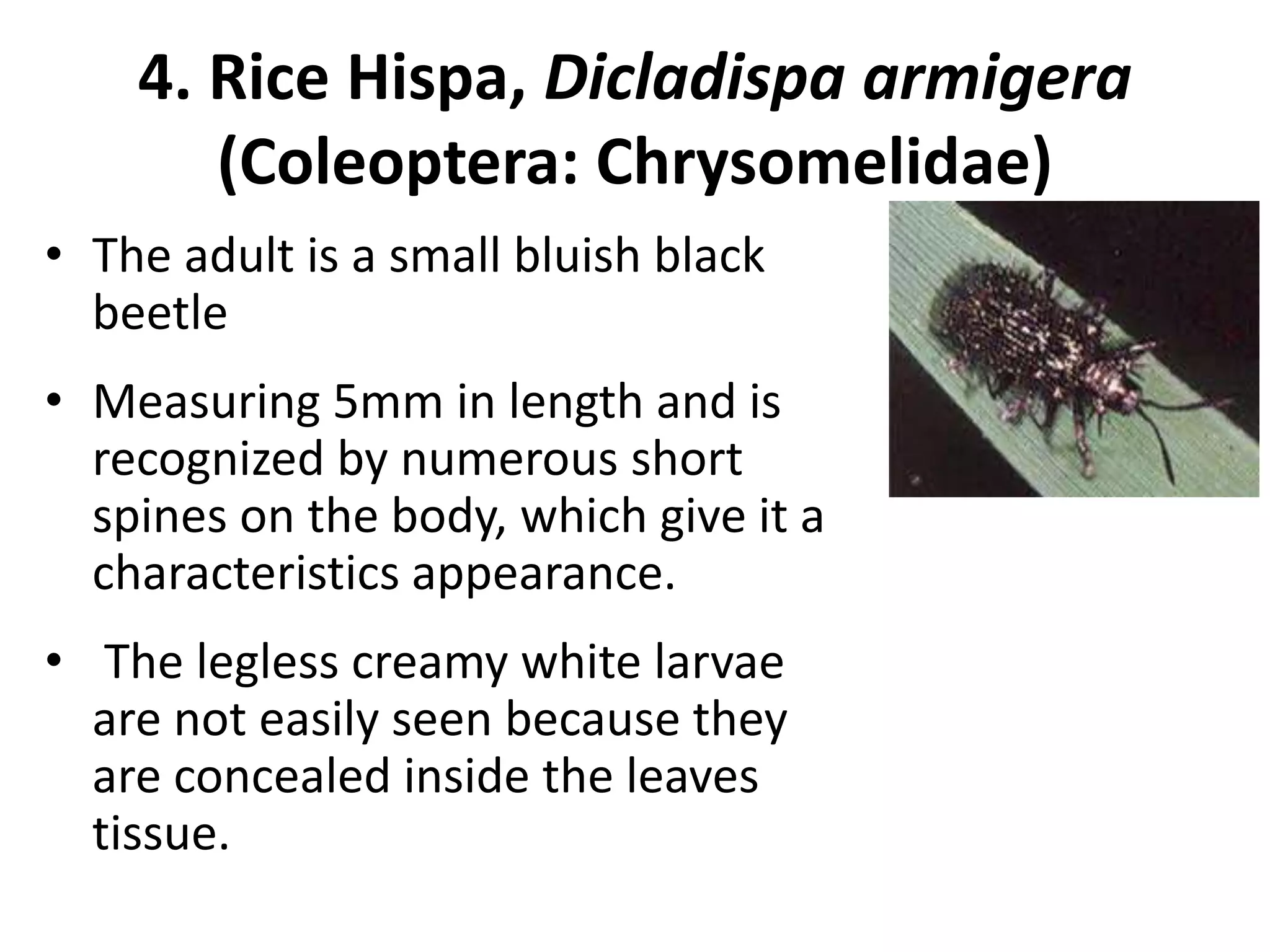 Insect pest of rice | PPTX