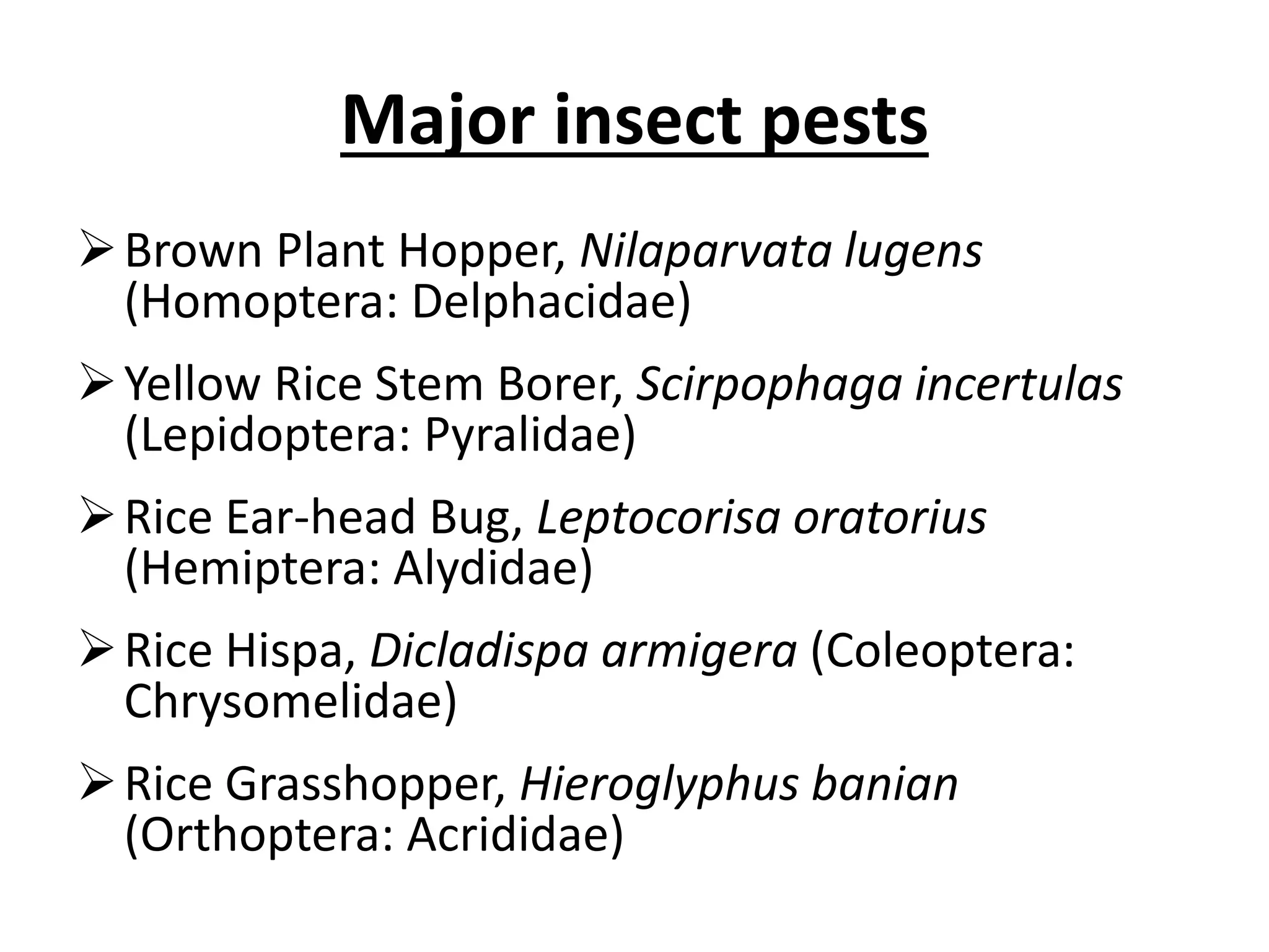 Insect pest of rice | PPTX