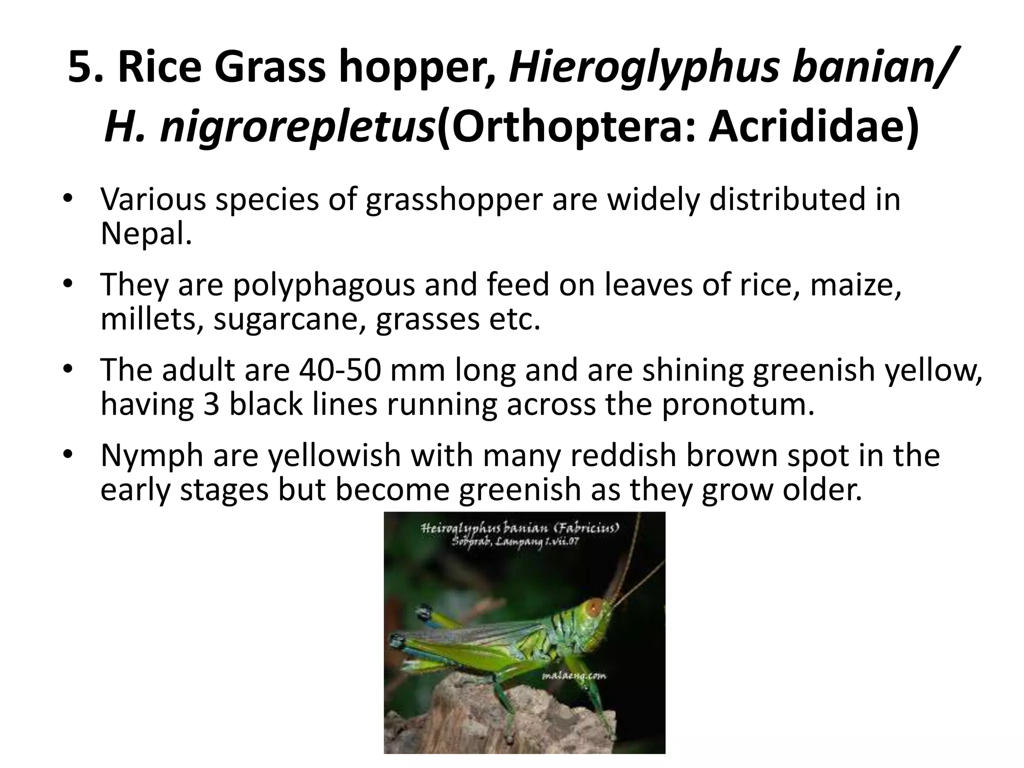 Insect pest of rice | PPTX